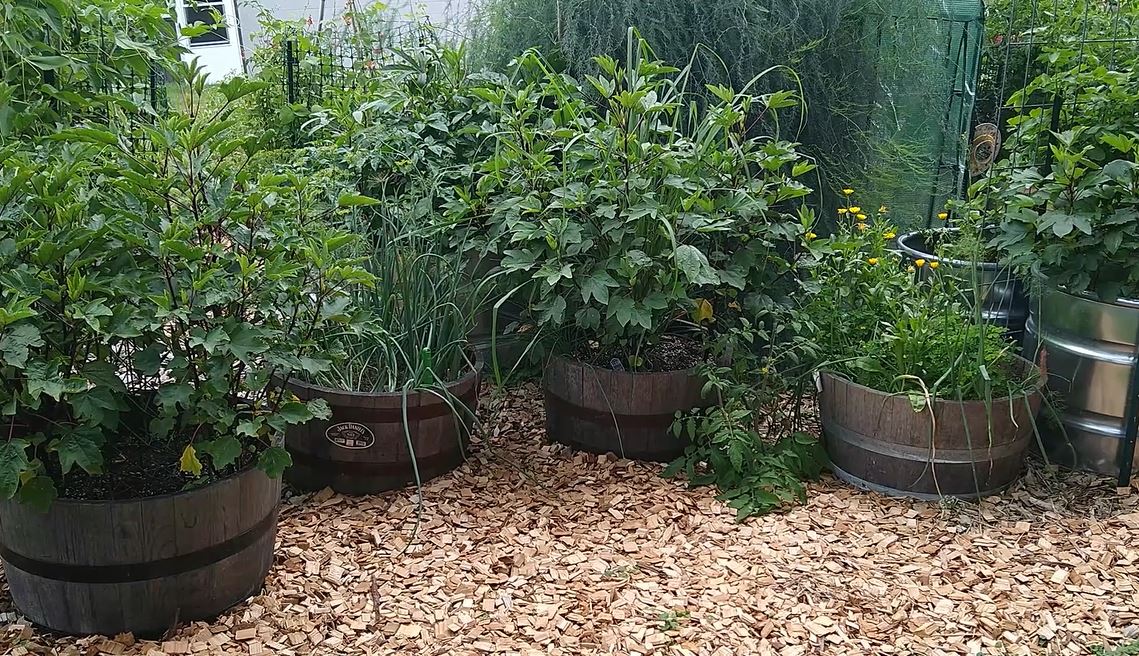 Don't throw away "hidden" food in your garden!